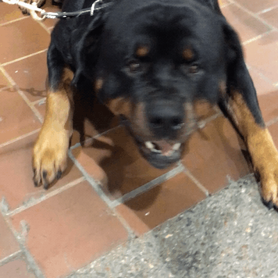 Wkcdogshow GIF by Westminster Kennel Club - Find & Share on GIPHY