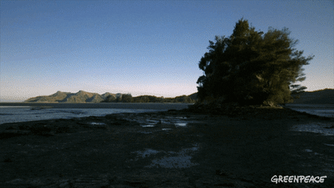 Greenpeace GIF - Find & Share on GIPHY
