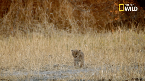 Big Cat Week Battle For The Pride GIF by Nat Geo Wild - Find & Share on ...