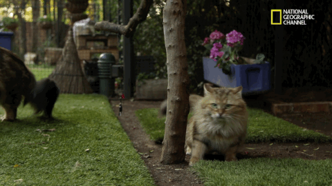 Big Cat Week GIF by Nat Geo Wild - Find & Share on GIPHY