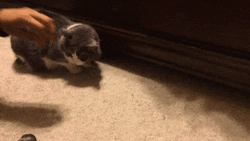 Cats Lol GIF by America's Funniest Home Videos - Find & Share on GIPHY