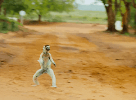 Leaping Lemur On Road GIF - Find & Share on GIPHY