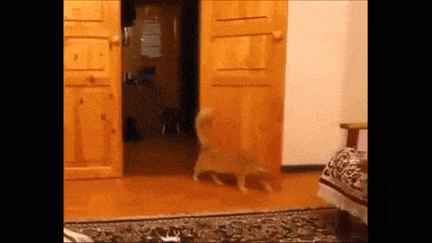 Cat Jump GIF by Sidechat - Find & Share on GIPHY