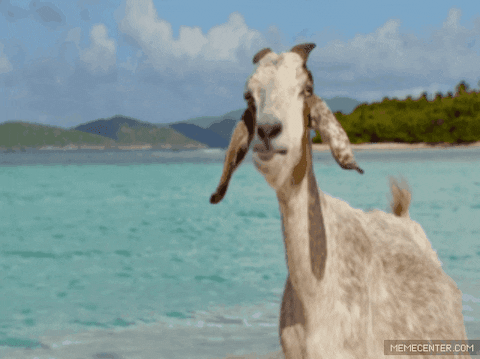 Goat GIF - Find & Share on GIPHY