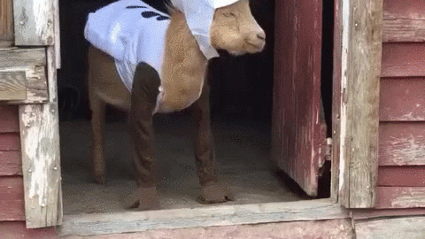 Random Goat GIF - Find & Share on GIPHY