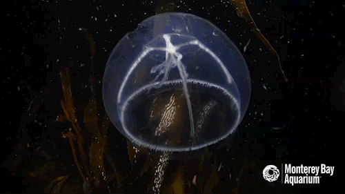 Jelly Fish GIF by Monterey Bay Aquarium - Find & Share on GIPHY