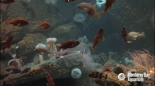 Party Leaving GIF by Monterey Bay Aquarium - Find & Share on GIPHY