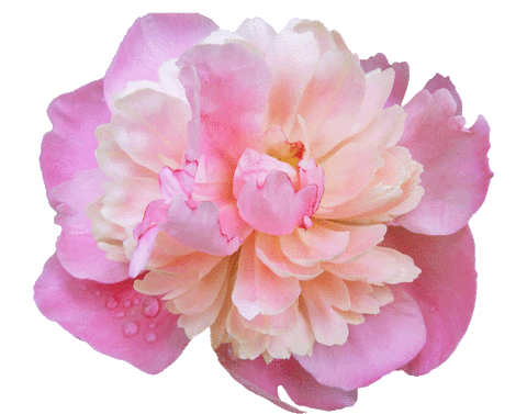 Spring Garden Sticker by Jess Mac for iOS & Android | GIPHY