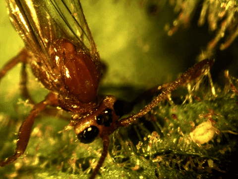 Trap Plant GIF by Ansel Oommen - Find & Share on GIPHY