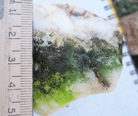 Cyanobacteria GIF by Science Friday - Find & Share on GIPHY