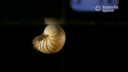 Baby Nautilus GIFs - Get the best GIF on GIPHY