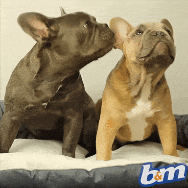 Playing French Bulldog GIF by B&M Stores - Find & Share on GIPHY