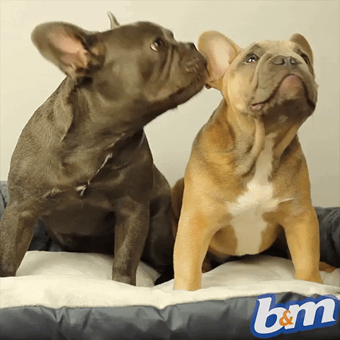 Playing French Bulldog GIF by B&M Stores - Find & Share on GIPHY