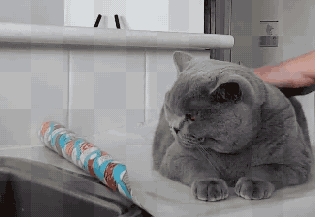 This Video On How To Wrap Your Cat Has Gone Viral — Obviously | Cuteness