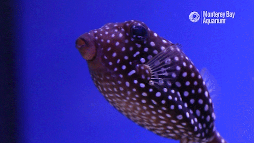 Boxing Day Fish GIF by Monterey Bay Aquarium - Find & Share on GIPHY