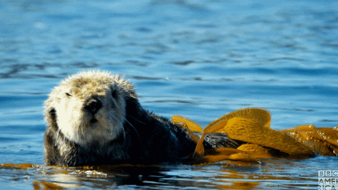 Blue Planet Otters GIF by BBC America - Find & Share on GIPHY