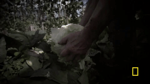 Life Below Zero GIF by National Geographic Channel - Find & Share on GIPHY