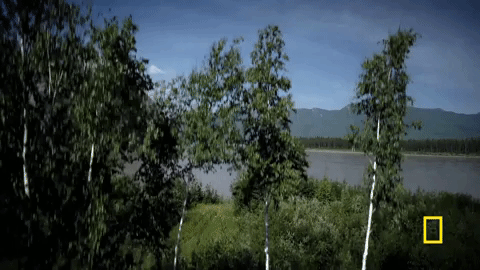 Life Below Zero GIF by National Geographic Channel - Find & Share on GIPHY
