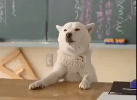 11 Reminders Why Dogs Are Better Than Humans