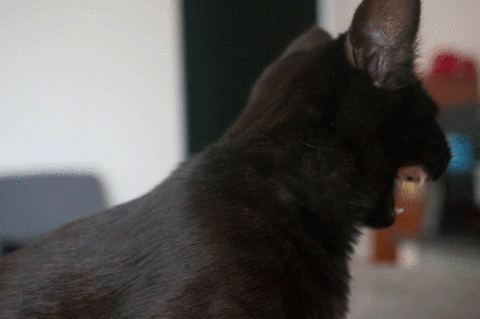 She always knows how to cheer me up. : r/cats