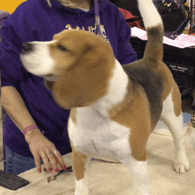 Dog Show Dogs GIF by Westminster Kennel Club - Find & Share on GIPHY