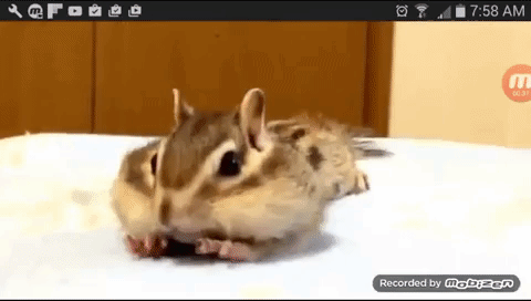 This Rescued Chipmunk Discovering Fresh Sheets Is Everything | Cuteness