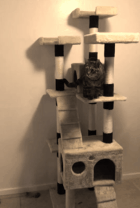 Cat-like reflexes : r/gifs