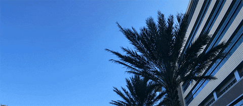 Palm Tree Uf GIF by University of Florida - Find & Share on GIPHY