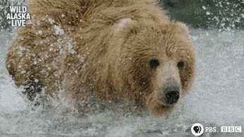 Bbc One Bear GIF by BBC - Find & Share on GIPHY