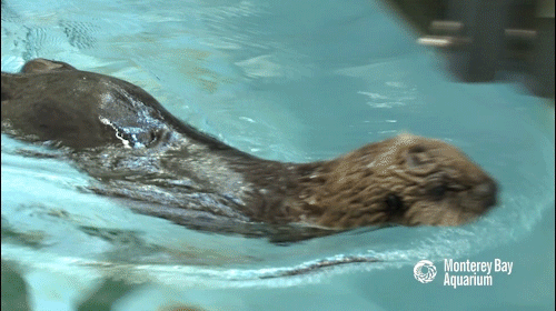 Sea Otter GIF by Monterey Bay Aquarium - Find & Share on GIPHY