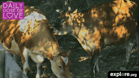 Farm Sanctuary Love GIF by explore.org - Find & Share on GIPHY