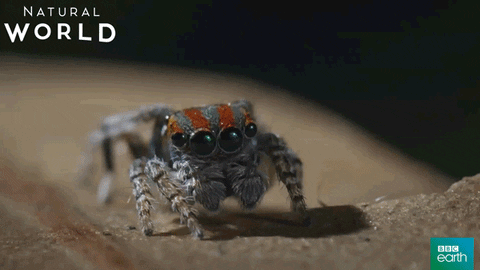 Natural World Dance GIF by BBC Earth - Find & Share on GIPHY