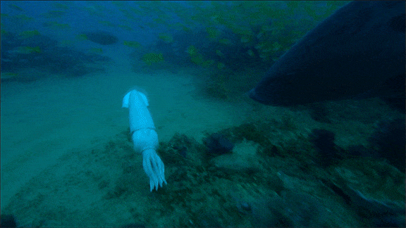 Marine Life Dolphins GIF by ThirteenWNET - Find & Share on GIPHY