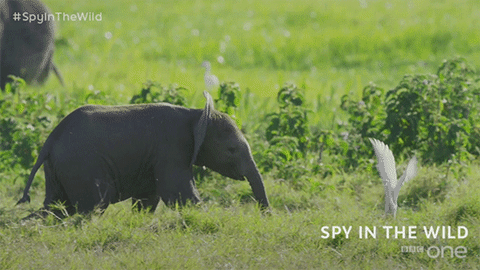 Bbc One GIF by BBC - Find & Share on GIPHY