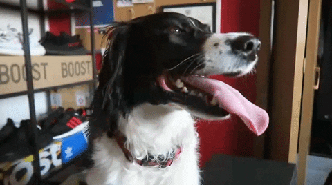Dog Puppy GIF by Much - Find & Share on GIPHY