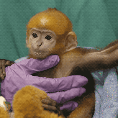 Baby Animals GIF by San Diego Zoo - Find & Share on GIPHY