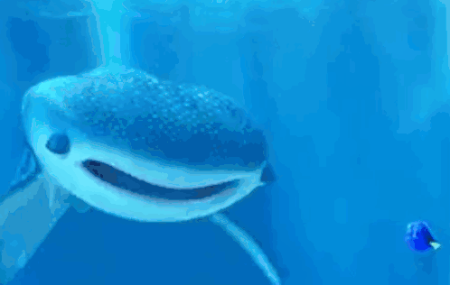 Whale GIF by Product Hunt - Find & Share on GIPHY