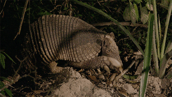 Armadillo GIF by ThirteenWNET - Find & Share on GIPHY