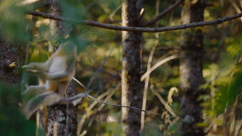 Monkey GIF by Disneynature - Find & Share on GIPHY