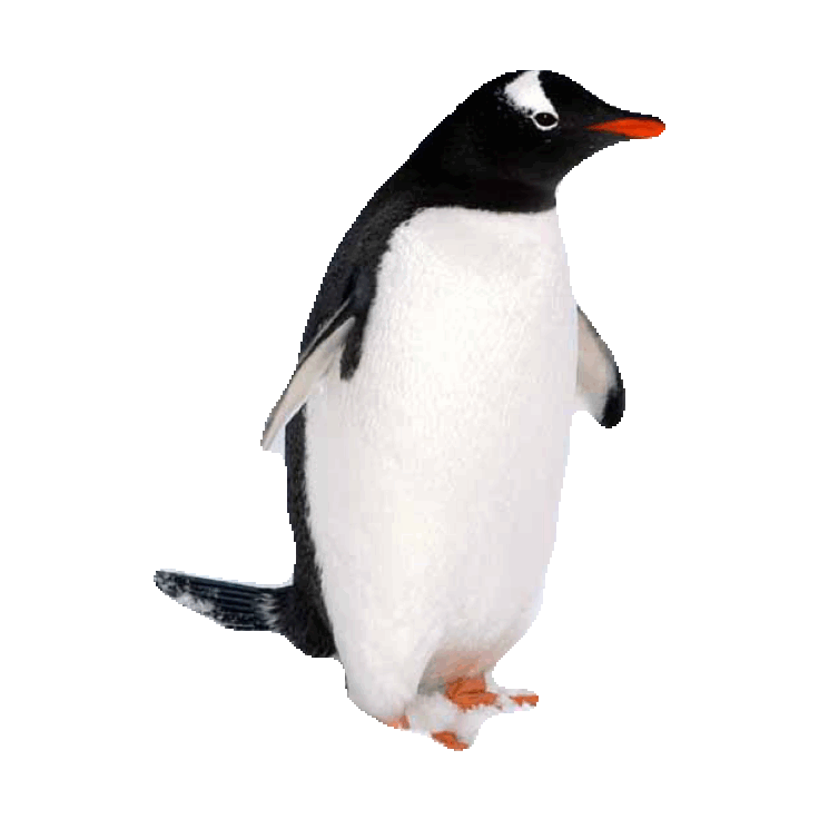 Pinguin Gif