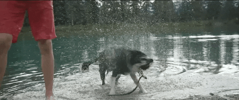Shake Dry Off GIF by Much - Find & Share on GIPHY
