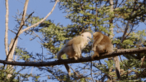 Monkey GIF by Disneynature - Find & Share on GIPHY
