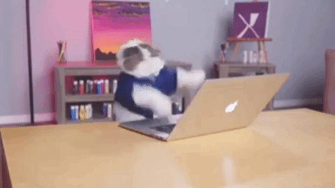 Cat Typing GIFs - Find & Share on GIPHY