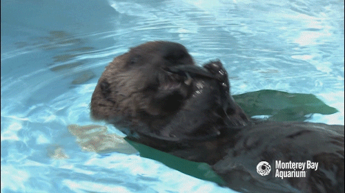Sea Otter GIF by Monterey Bay Aquarium - Find & Share on GIPHY