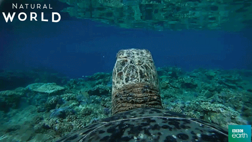 Puerto Rico Turtle GIF by BBC Earth - Find & Share on GIPHY