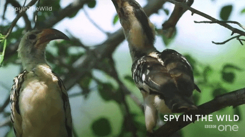 Bbc One GIF by BBC - Find & Share on GIPHY