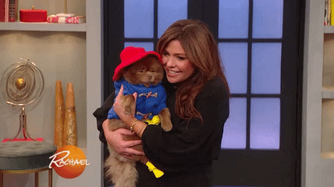 Paddington Bear Pomeranian GIF by Rachael Ray Show - Find & Share on GIPHY