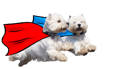 Dog Flying Sticker by Tales&Tails for iOS & Android | GIPHY