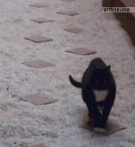 Cat Squares GIF - Find & Share on GIPHY