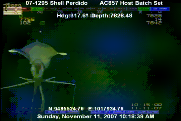 Footage Squid GIF - Find & Share on GIPHY